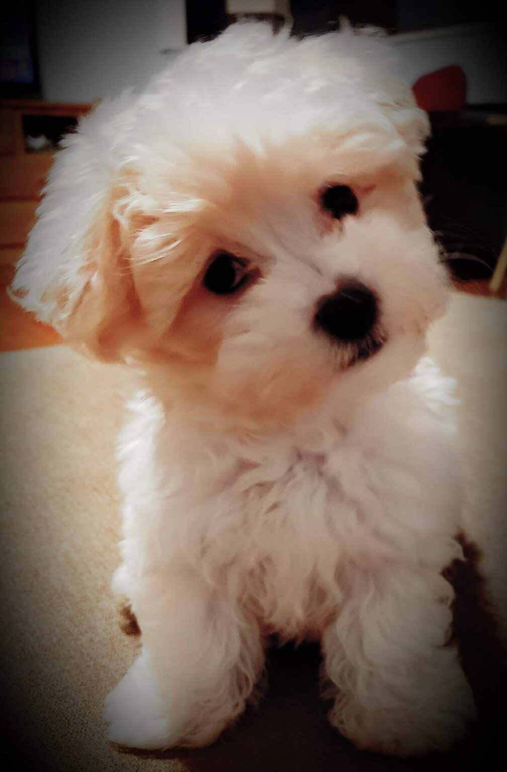About – Pupper Fixer Upper
